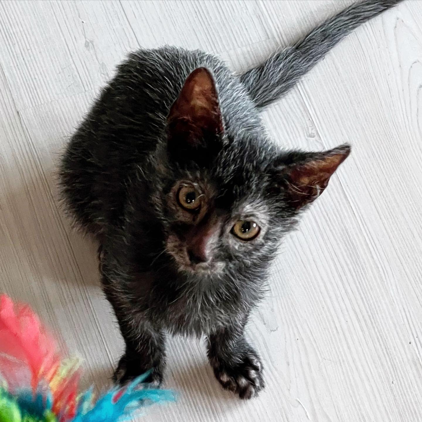 A-litter – Nordic Lykoi