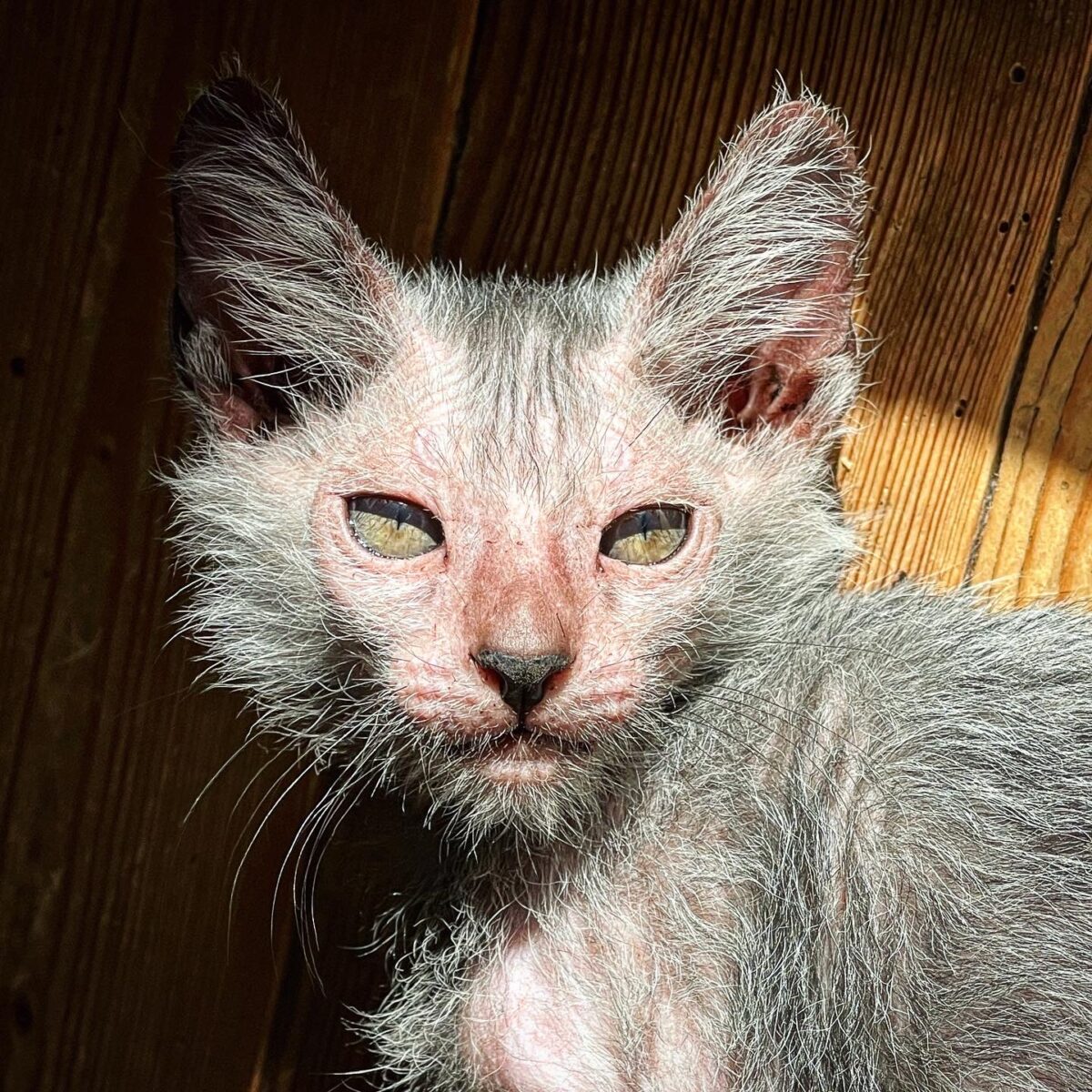 Our Lykois – Nordic Lykoi